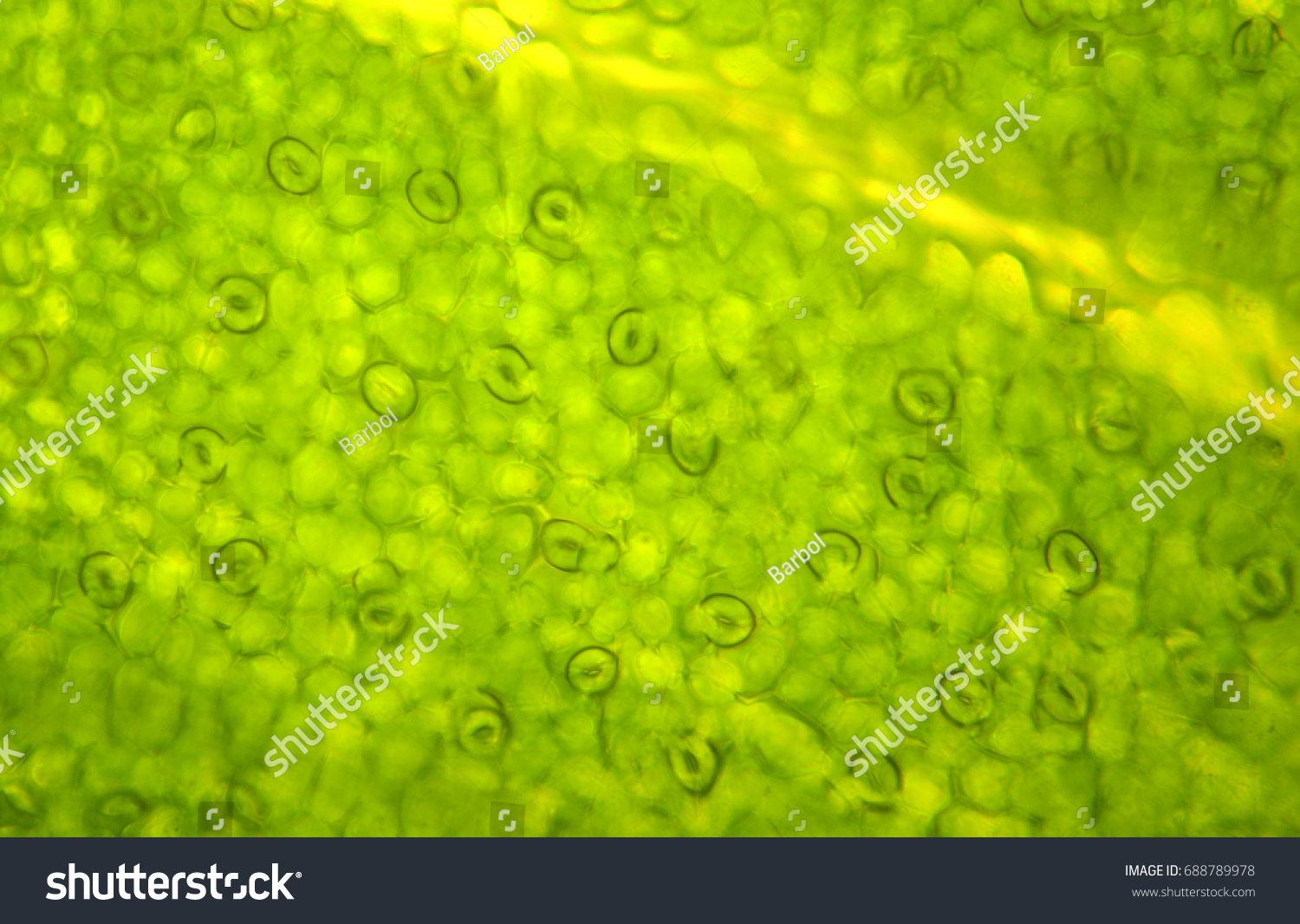 Leaf Under Microscope Stock Photo 688789978 | Shutterstock