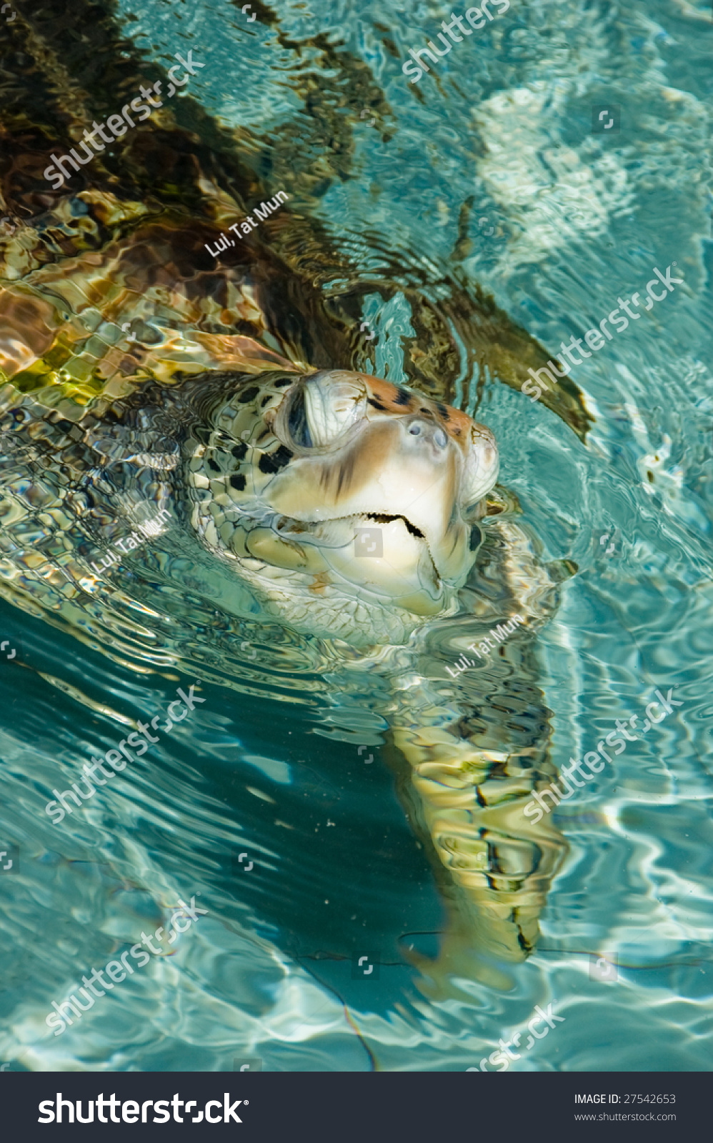 Leatherback Turtle Stock Photo (Edit Now) 27542653 | Shutterstock