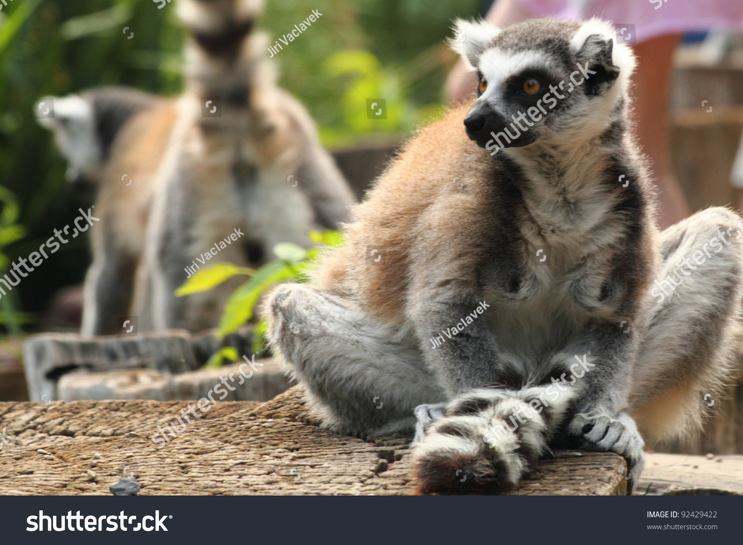 Lemur Monkey Stock Photo 92429422 | Shutterstock