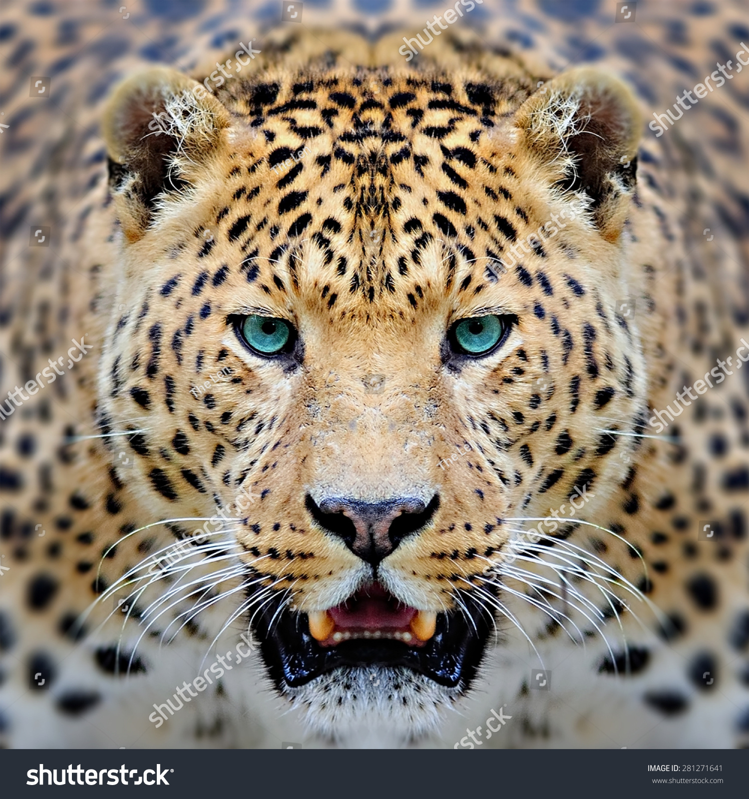 Leopard Face Stock Photo 281271641 - Shutterstock