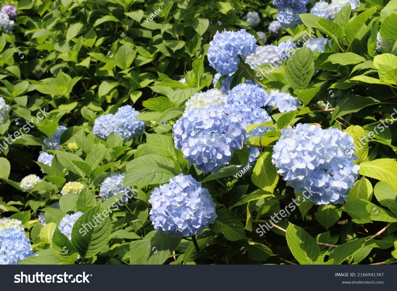Light Blue Hydrangea Hydrangea Macrophylla Stock Photo 2166941347 ...