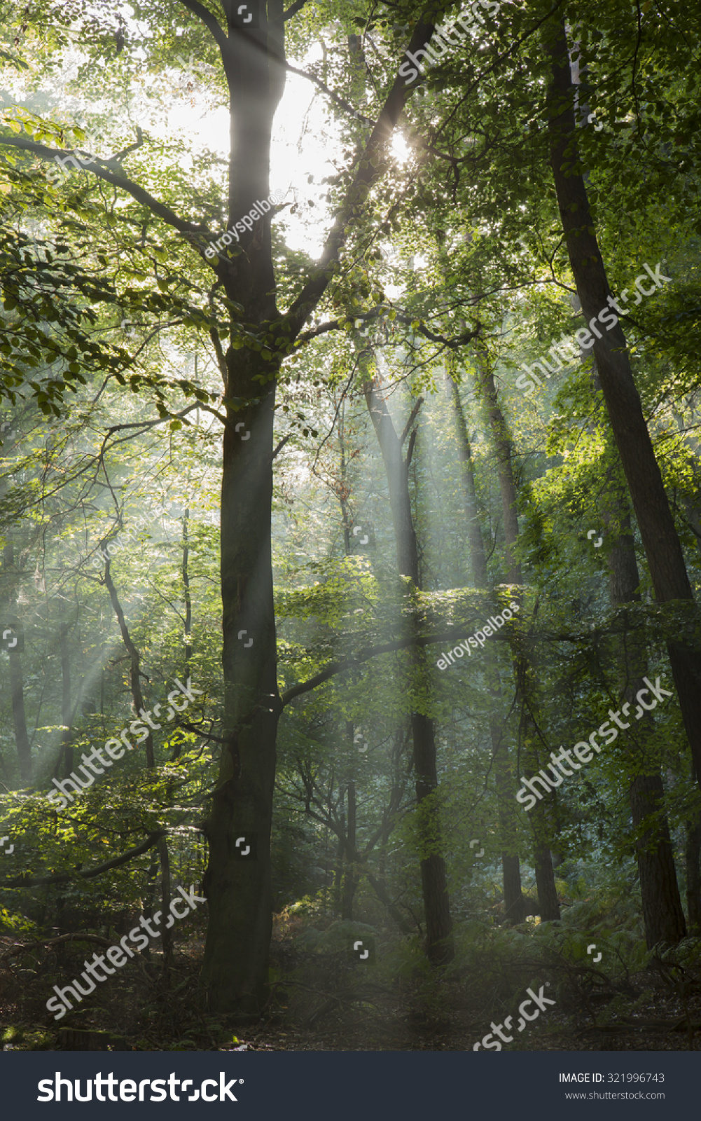 Light Through Tree Stock Photo (Edit Now) 321996743