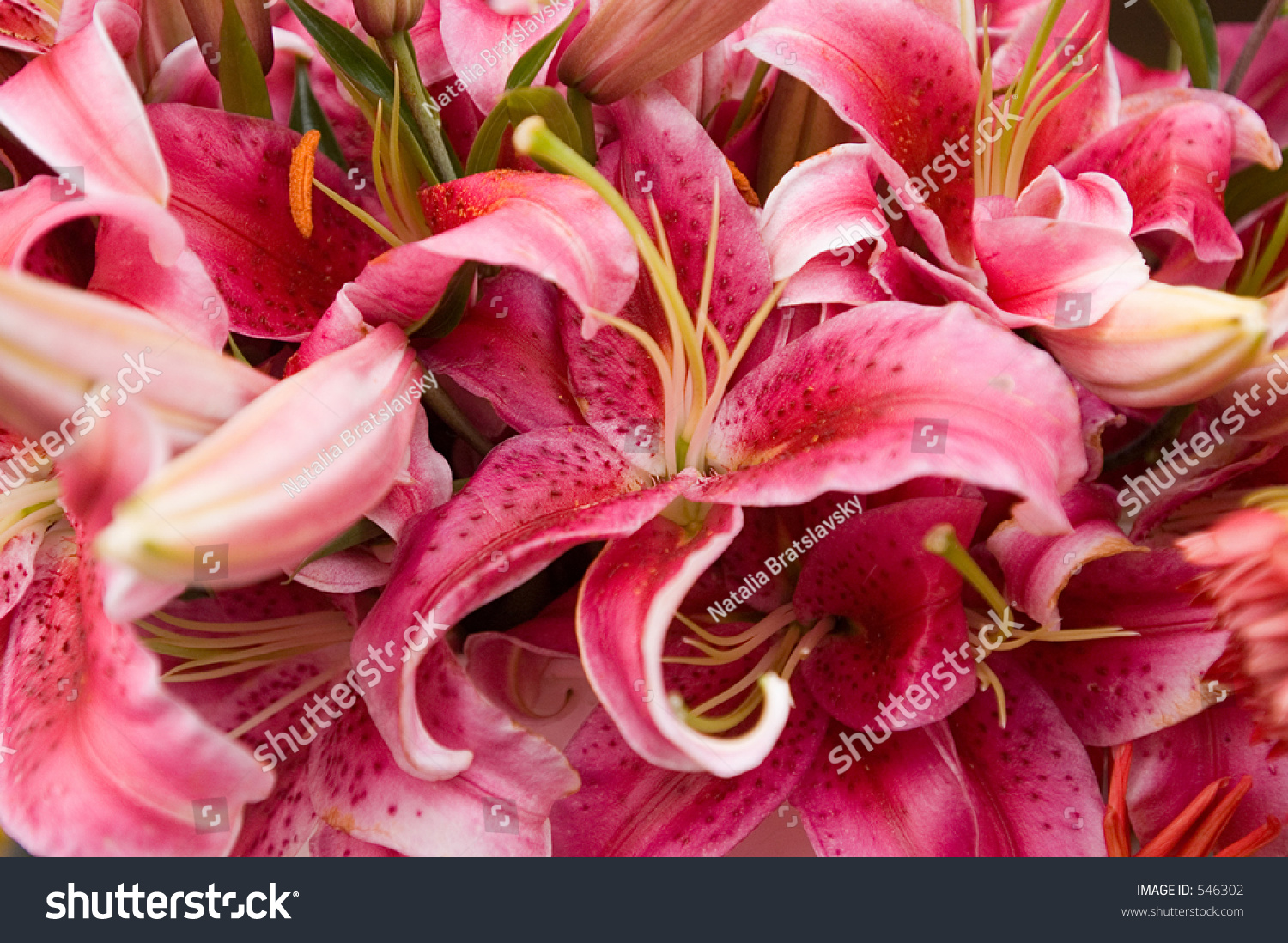 Lilly Background Stock Photo (Edit Now) 546302