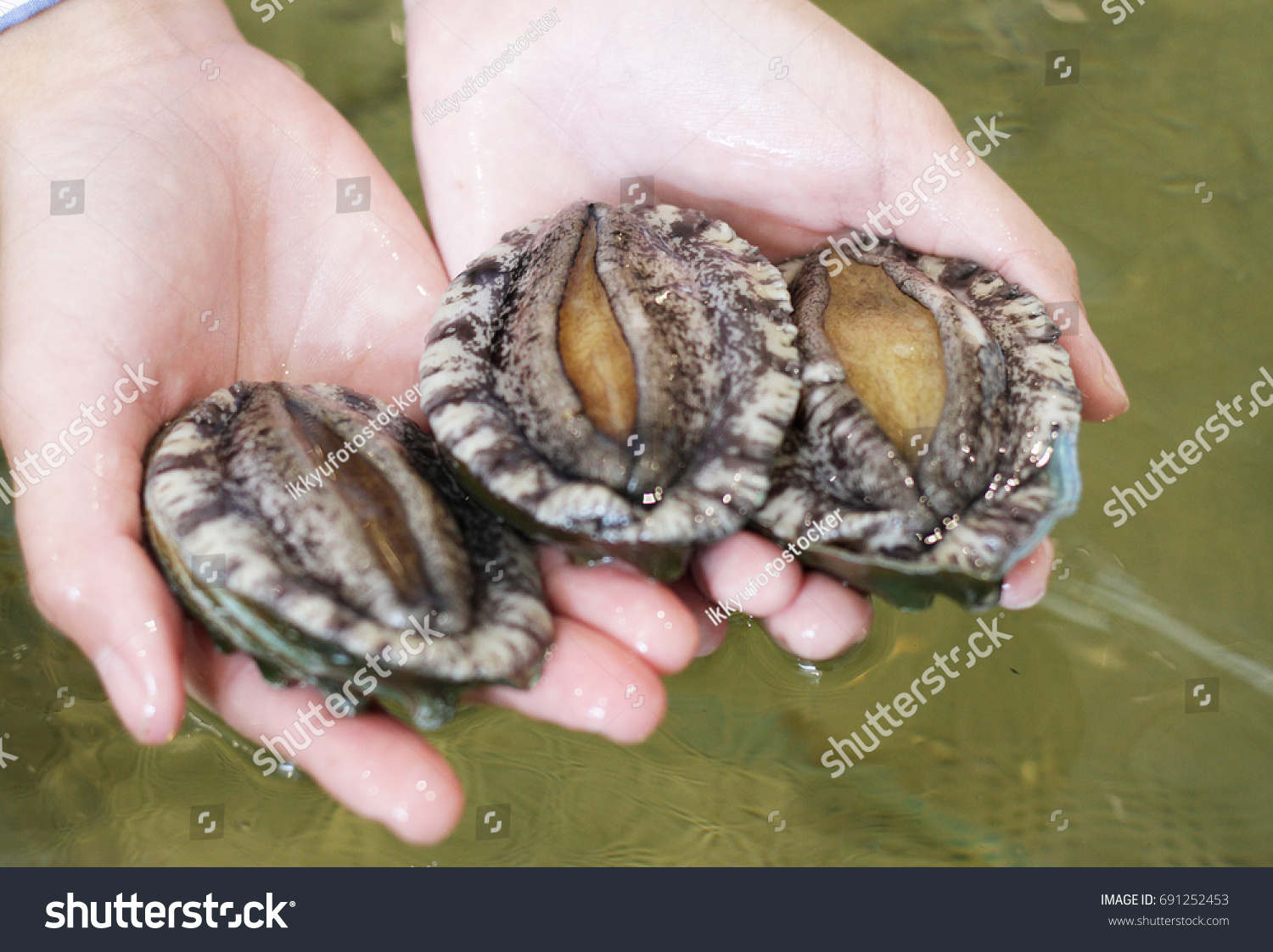 3 Live abalone shell on hand Görseli, Stok Fotoğraflar ve Vektörler ...