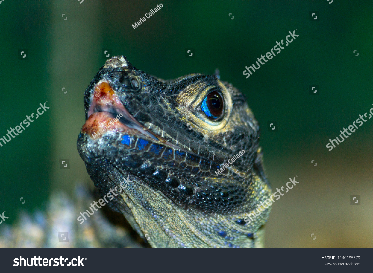 Lizard Looking Camera Stock Photo (Edit Now) 1140185579