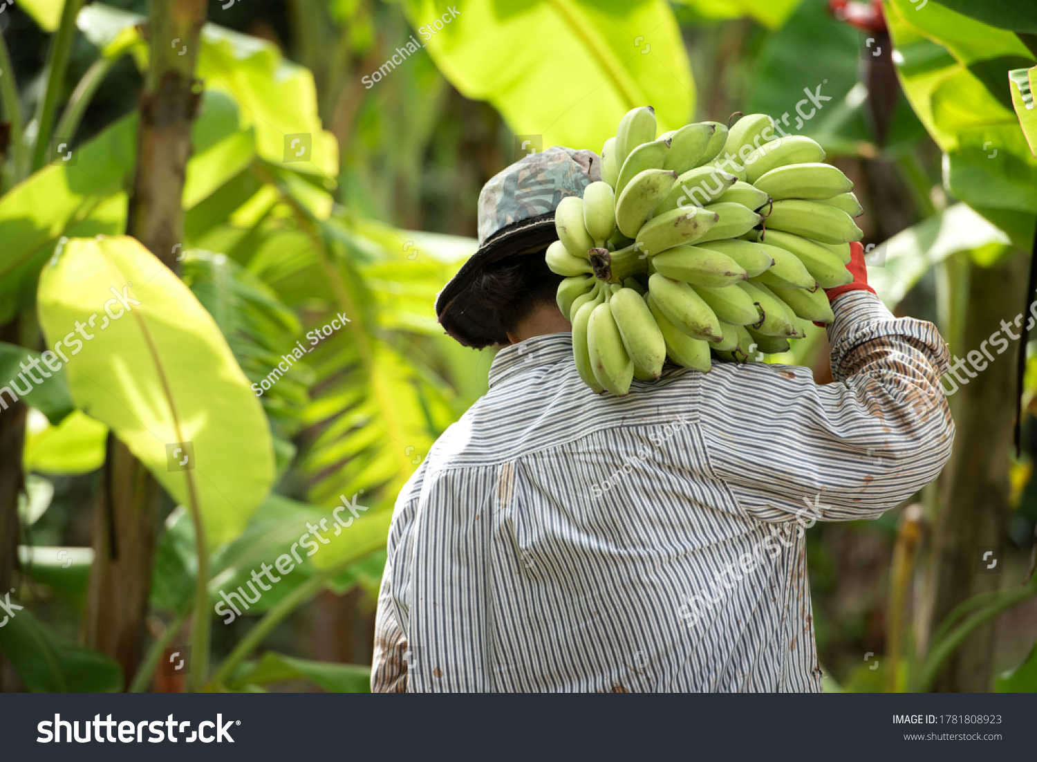 65 609 Harvesting Banana 이미지 스톡 사진 및 벡터 Shutterstock