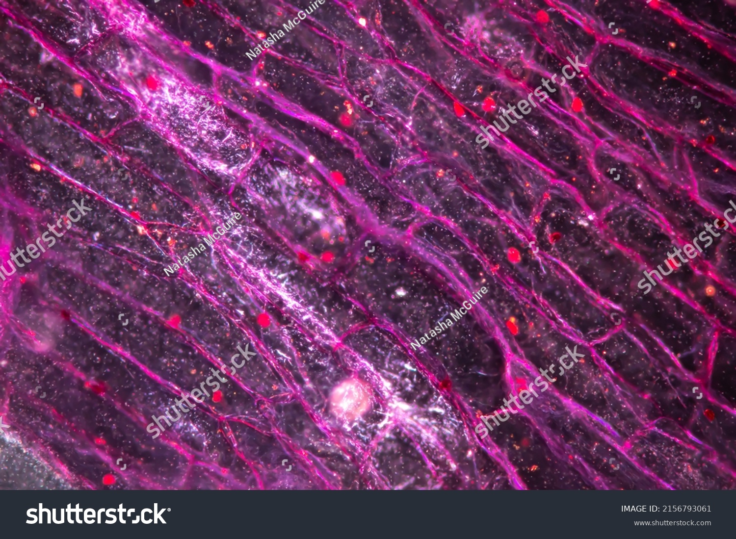 Cell structure under microscope 5,525 รายการ ภาพ ภาพสต็อกและเวกเตอร์ ...