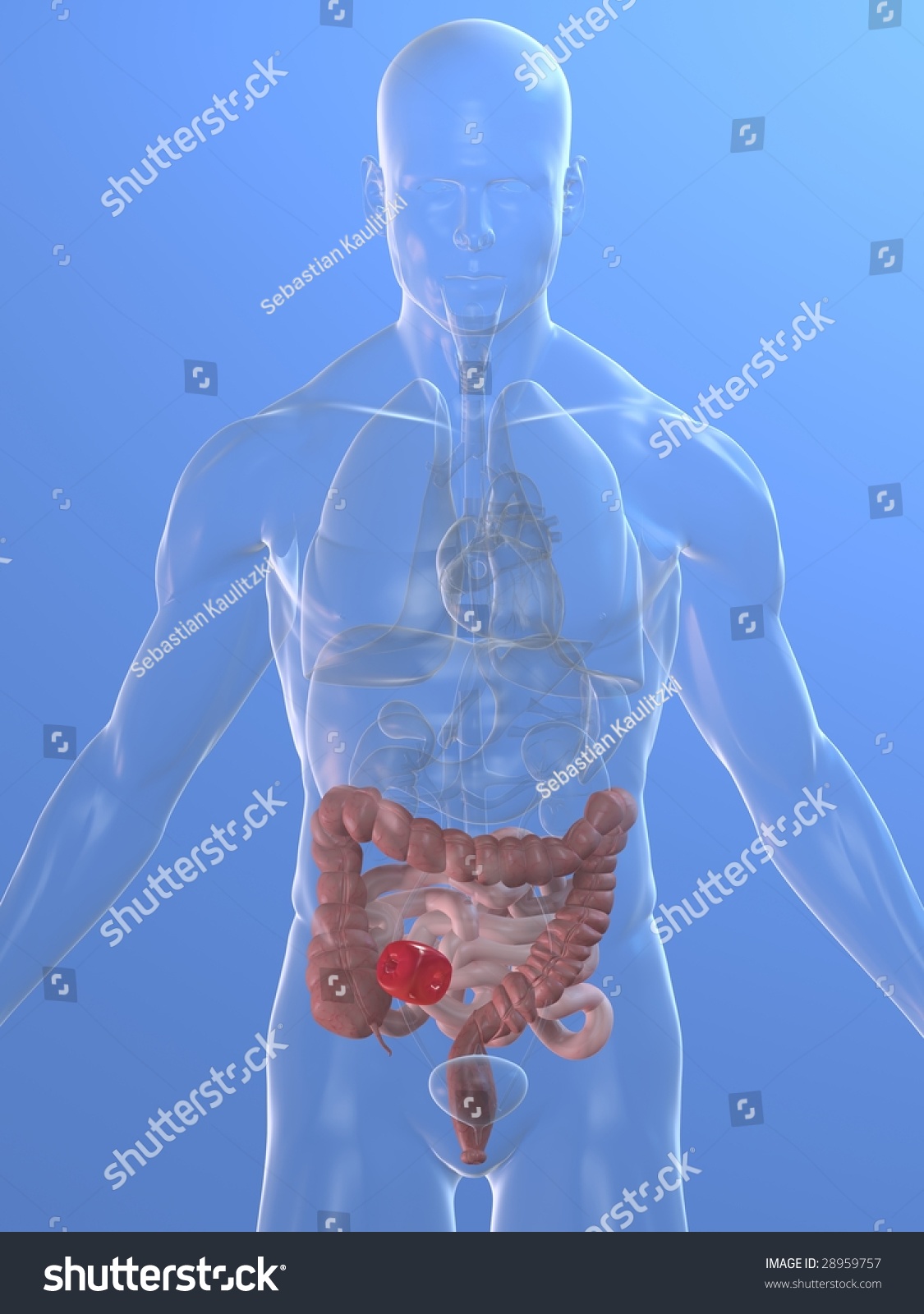 1 Loop stoma Stock Illustrations, Images & Vectors | Shutterstock