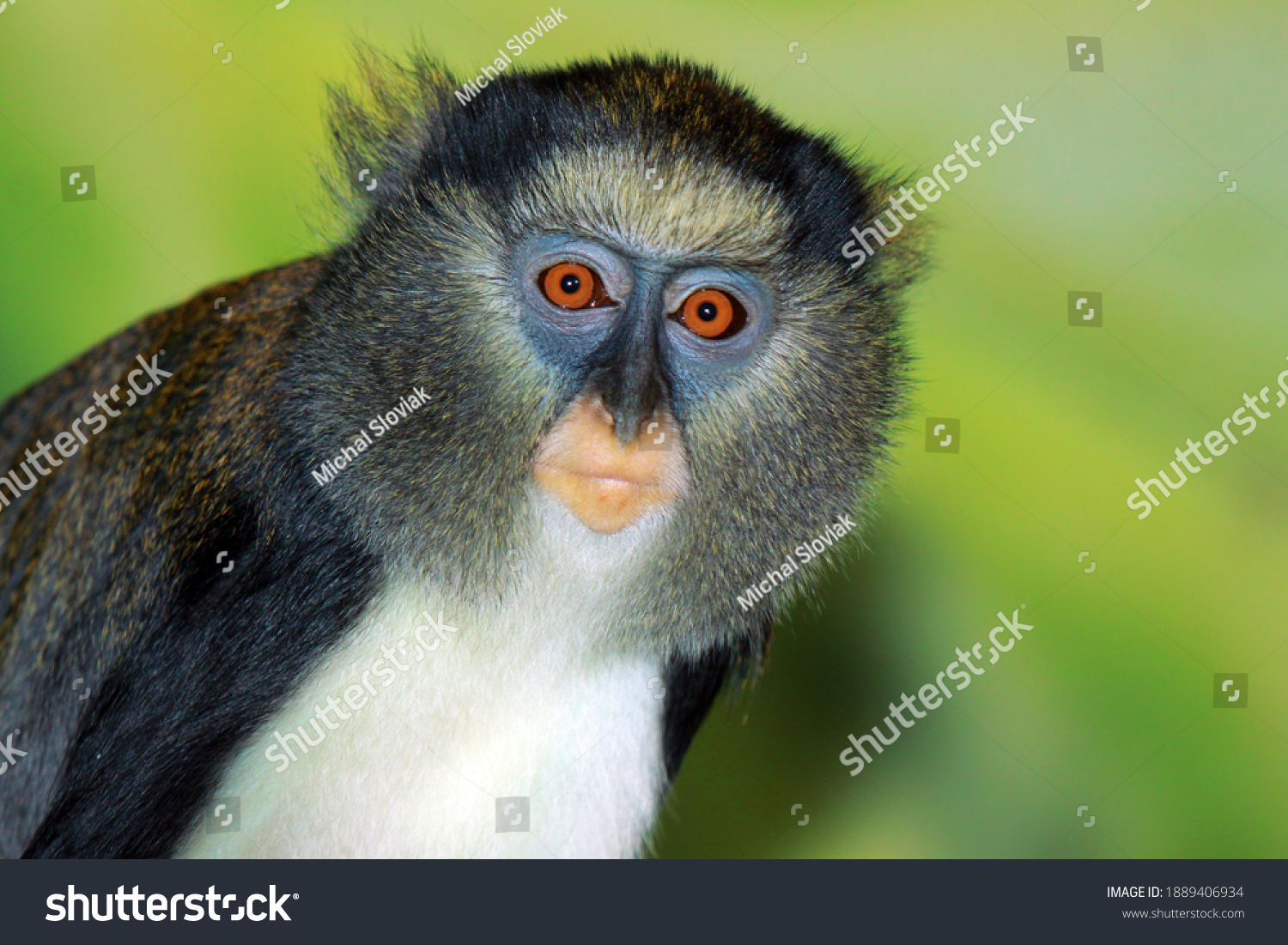 Lowes Mona Monkey Cercopithecus Lowei Portrait Stock Photo (Edit Now ...
