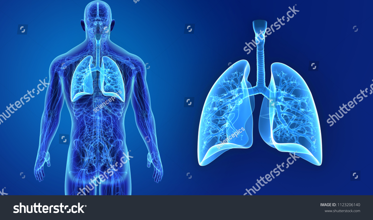 Lungs Zoom Anatomy Posterior View 3d Stock Illustration 1123206140 Lungs Zoom Anatomy Posterior View 3d Stock Illustration 1123206140