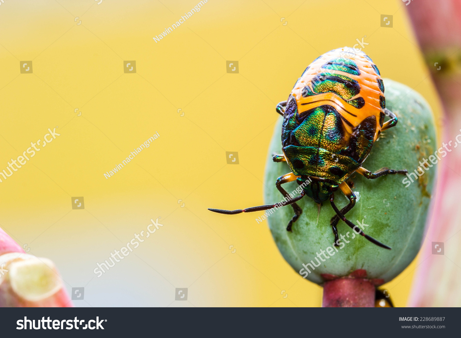 Lychee Shield Bug Stock Photo 228689887 | Shutterstock