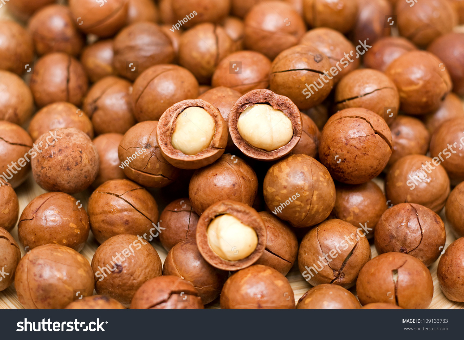 Macadamia Stock Photo 109133783 : Shutterstock