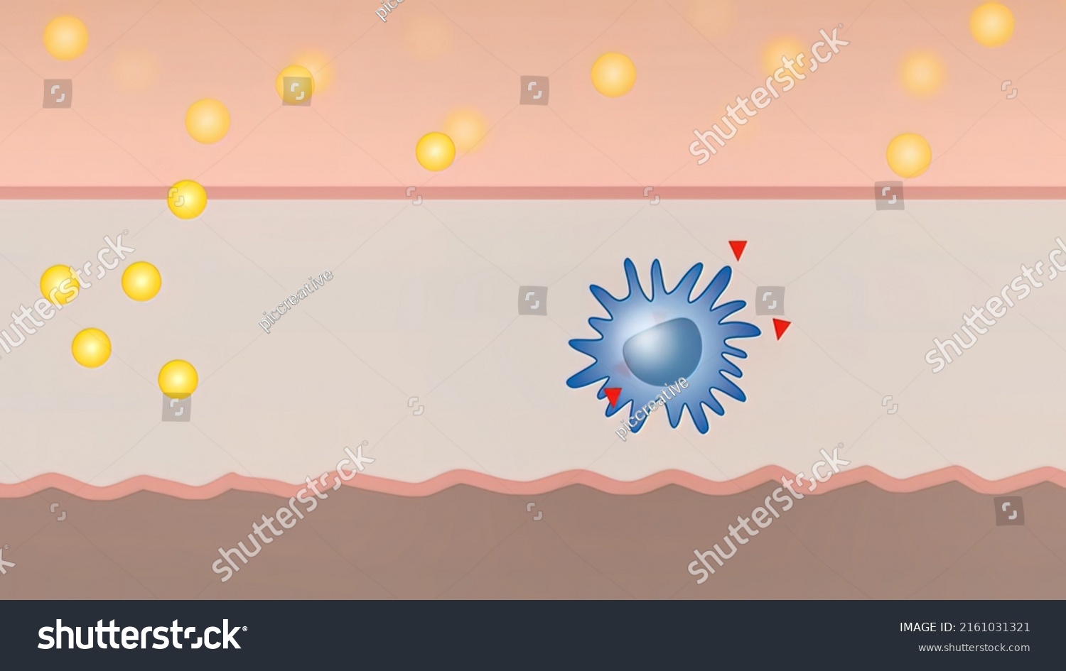 Macrophages Specialised Cells Involved Detection Phagocytosis Stock ... Macrophages Specialised Cells Involved Detection Phagocytosis Stock ...
