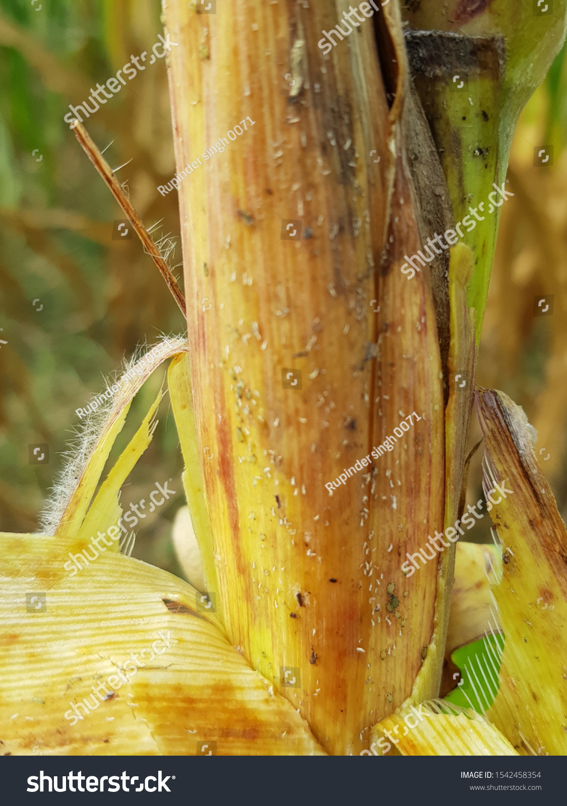 Maize Fruit Infested Aphids Stock Photo 1542458354 | Shutterstock