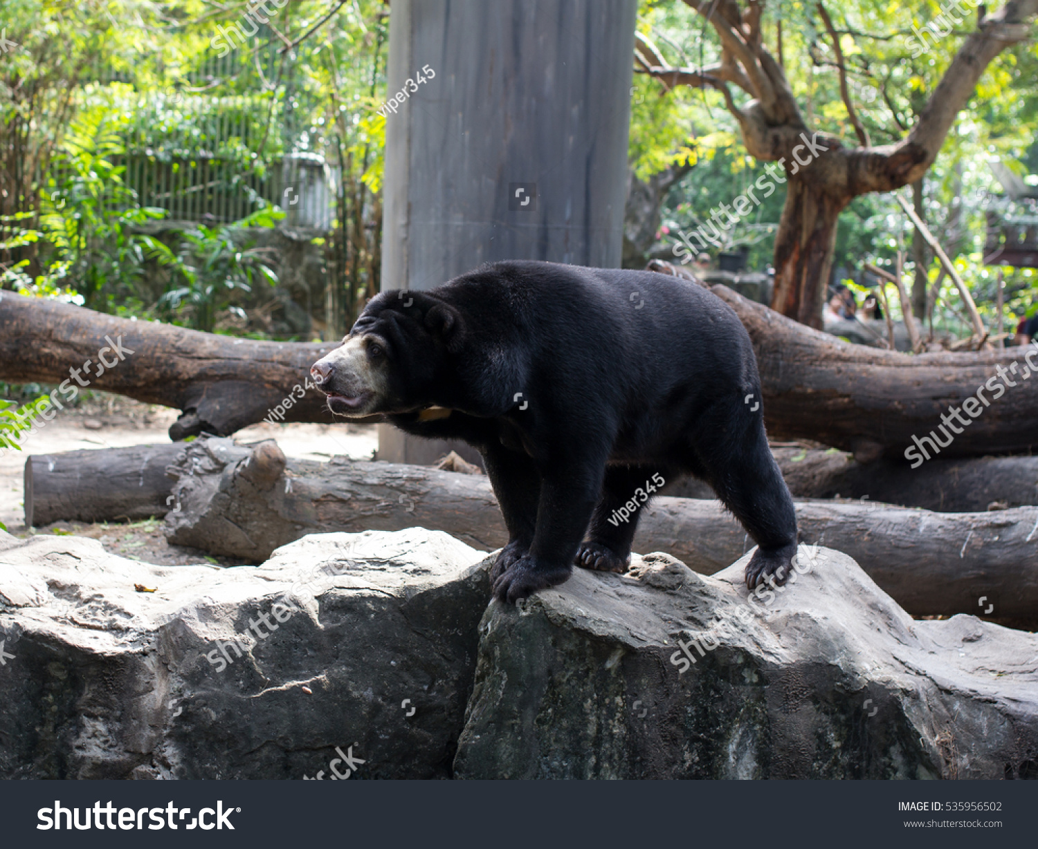 Malayan Sun Bear Stock Photo 535956502 | Shutterstock