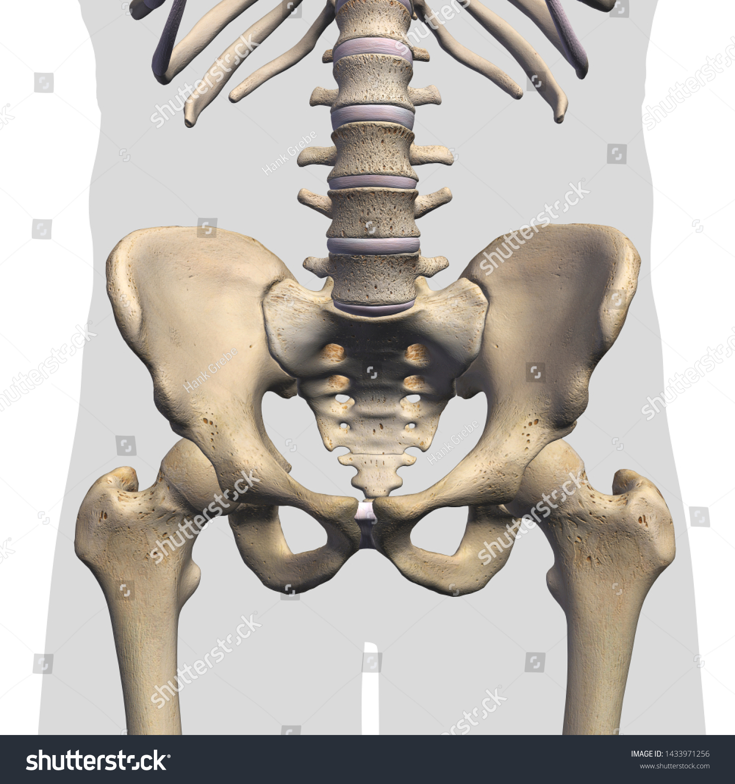 Male Pelvis Hip Bones Anatomy Front Stock Illustration 1433971256 Shutterstock