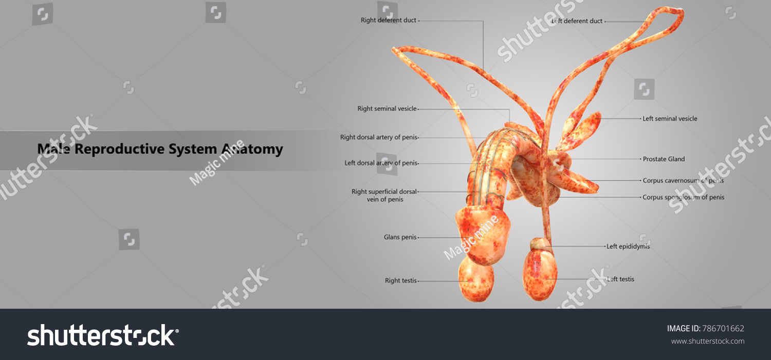 Male Reproductive System Labels Anatomy 3d Stock Illustration 786701662