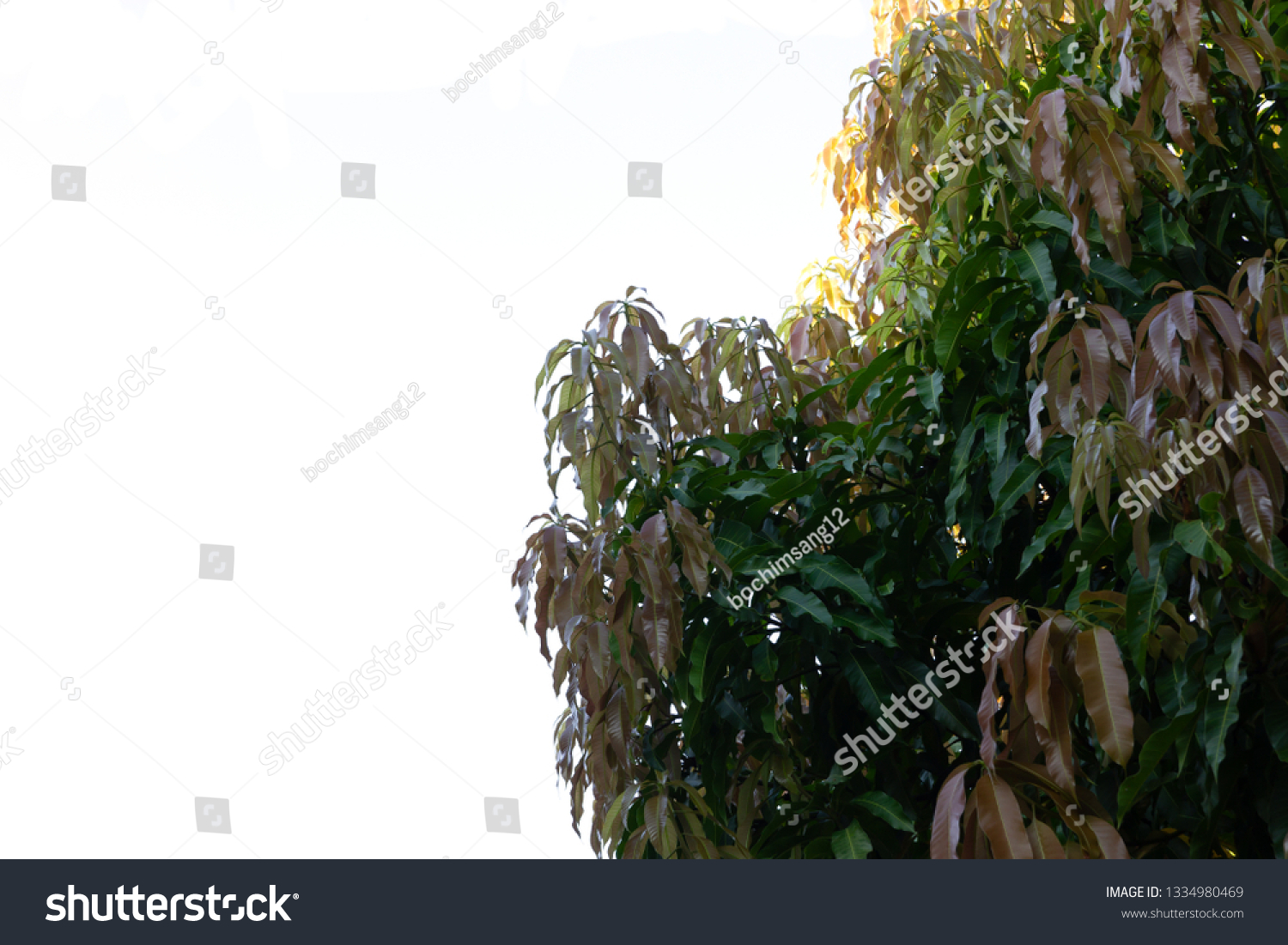 Mango Trees Sprouting Stock Photo (Edit Now) 1334980469