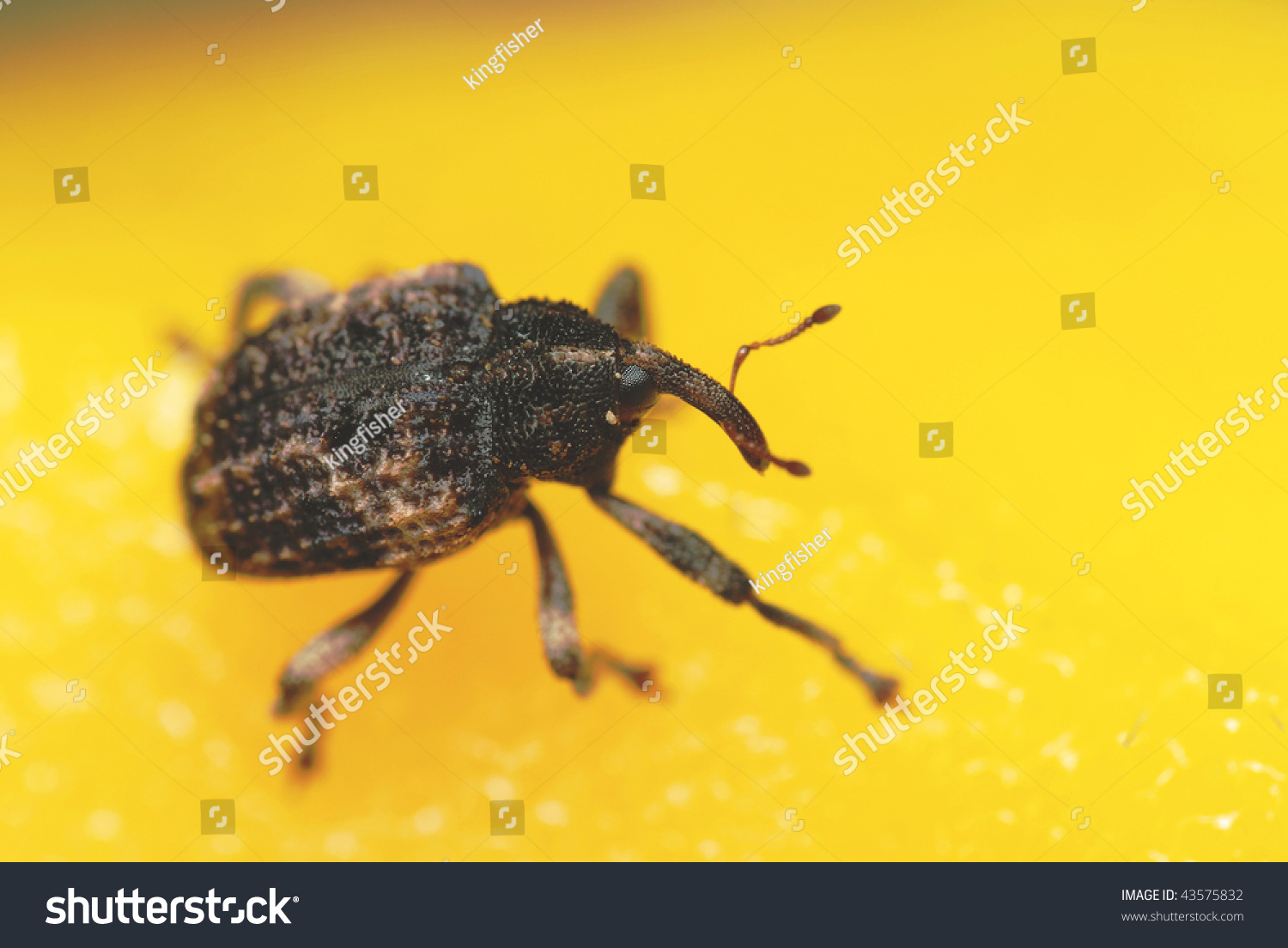 Mango Weevil Stock Photo 43575832 - Shutterstock