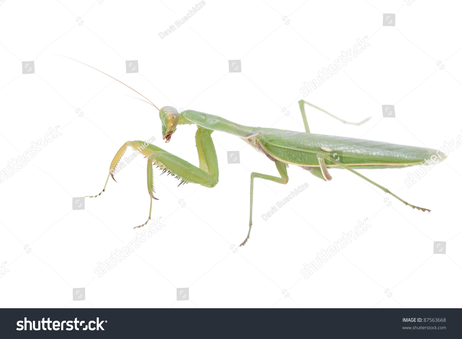 Mantis 1 Stock Photo 87563668 | Shutterstock