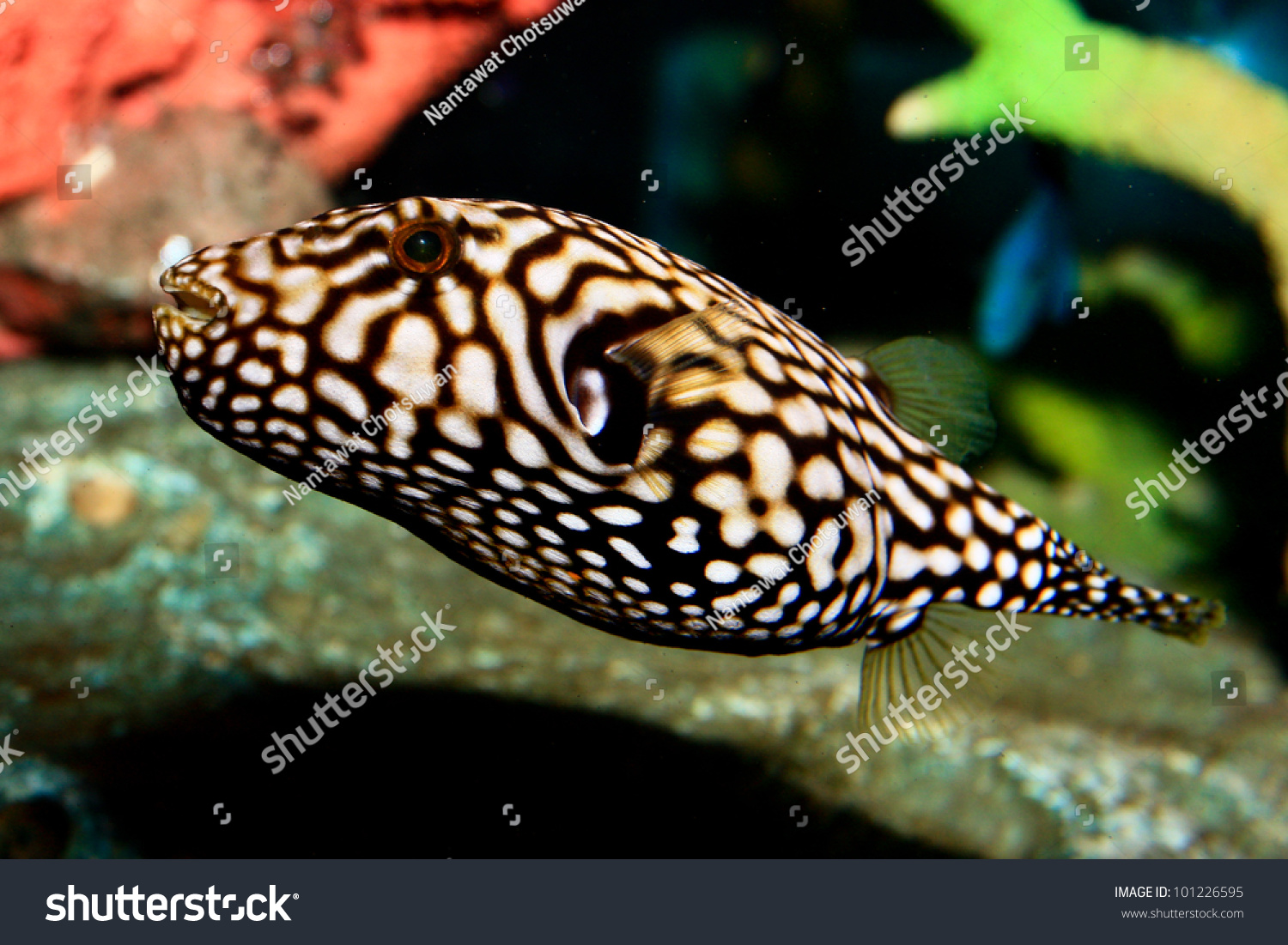 12 Juvenile map puffer fish Images, Stock Photos & Vectors | Shutterstock