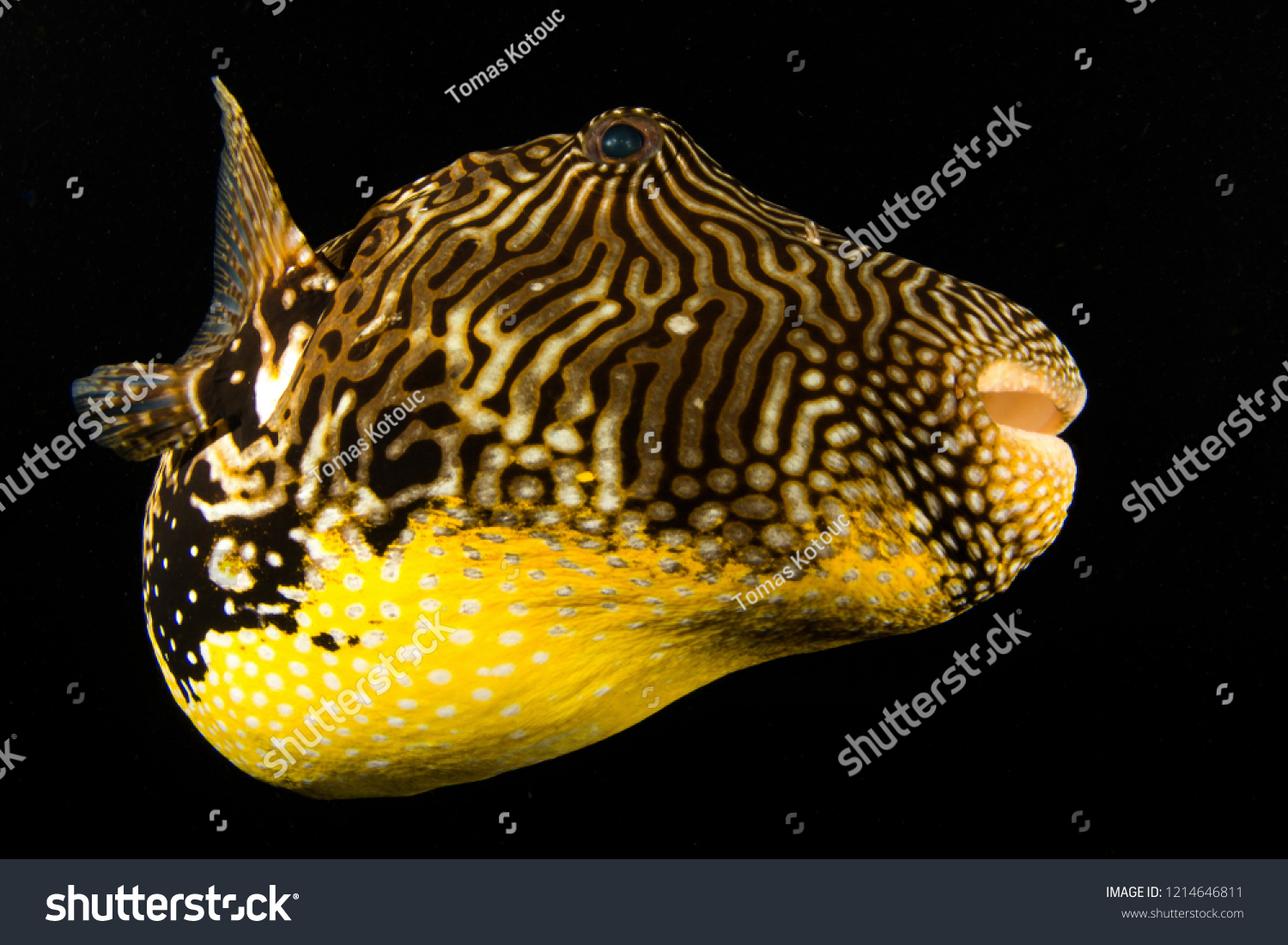 Map Puffer Fish Stock Photo (Edit Now) 1214646811