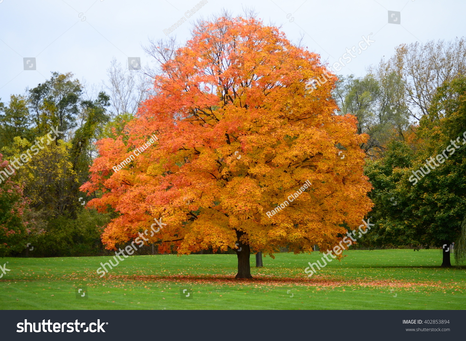 Maple Tree Stock Photo 402853894 | Shutterstock