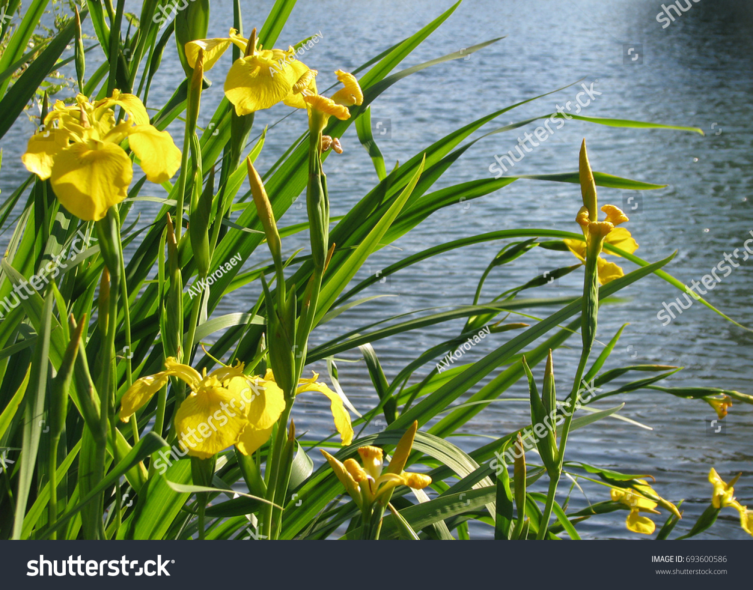 1,931 Swamp iris Images, Stock Photos & Vectors | Shutterstock