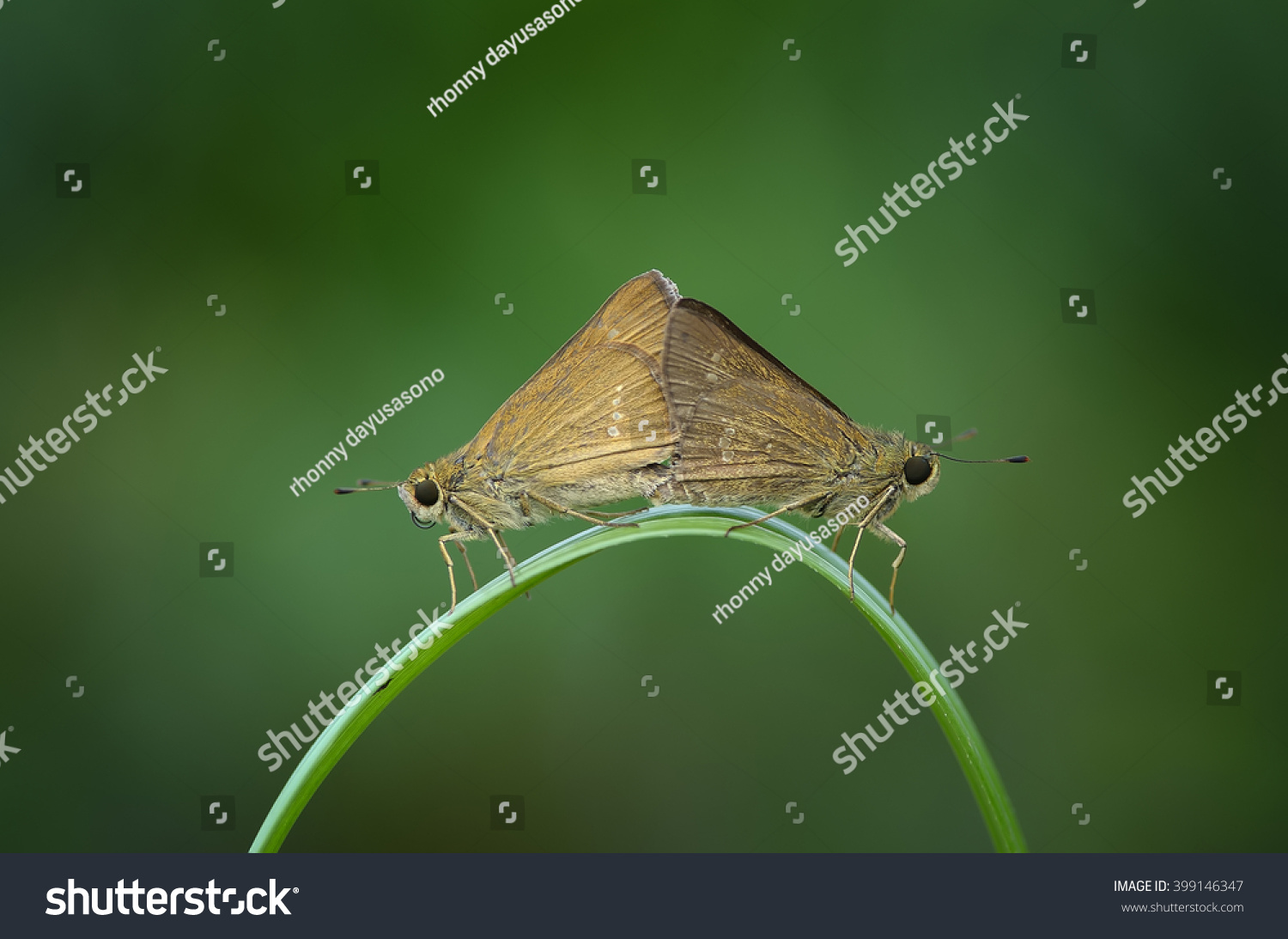 Mating Moth Stock Photo (Edit Now) 399146347