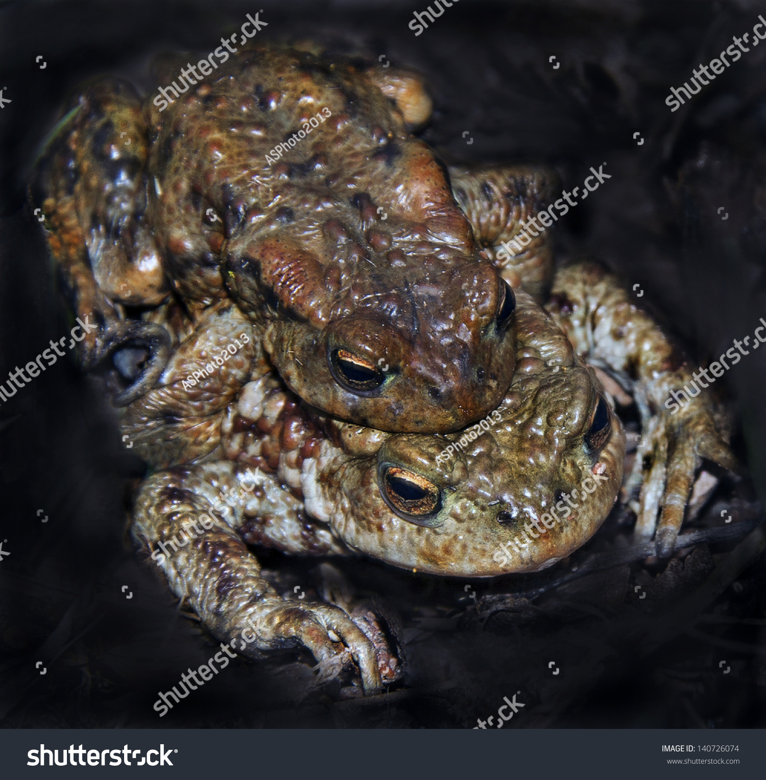 Mating Toads Stock Photo (Edit Now) 140726074