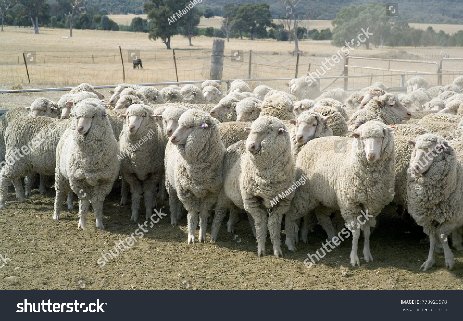 Merino Mob Merino Sheep Beautiful Looking Stock Photo (Edit Now) 778926598 Merino Mob Merino Sheep Beautiful Looking Stock Photo (Edit Now) 778926598