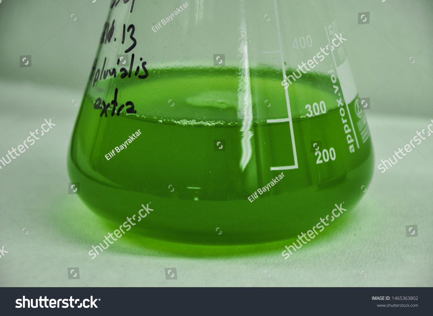 Microalgae Microalgae Grown Flasks Green Algae Stock Photo (Edit Now ...