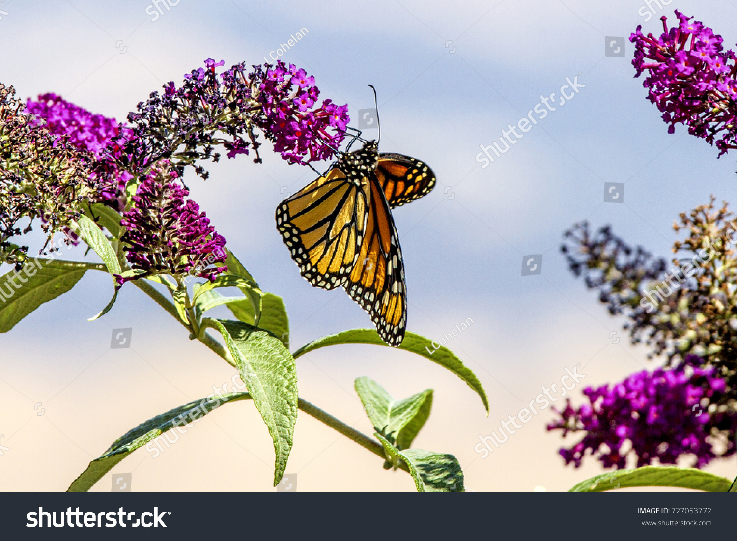 Migrating Monarch Stock Photo (Edit Now) 727053772