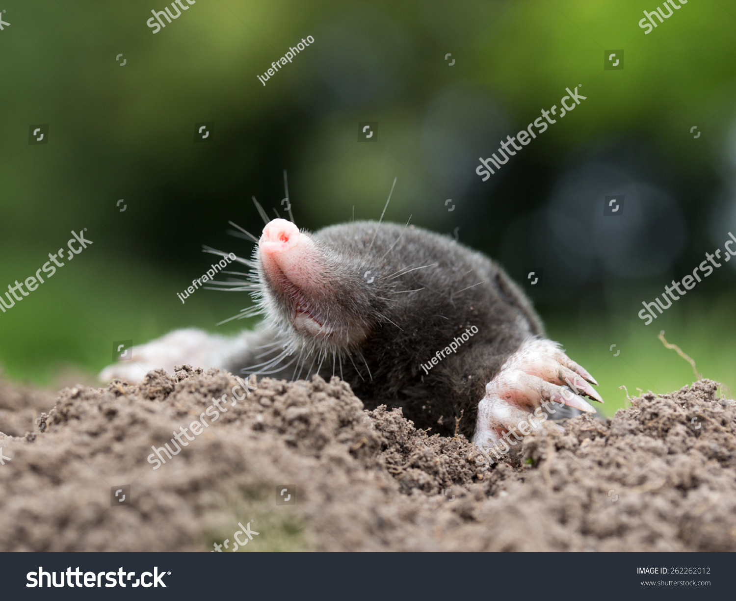 9,985 Mole animal Images, Stock Photos & Vectors | Shutterstock