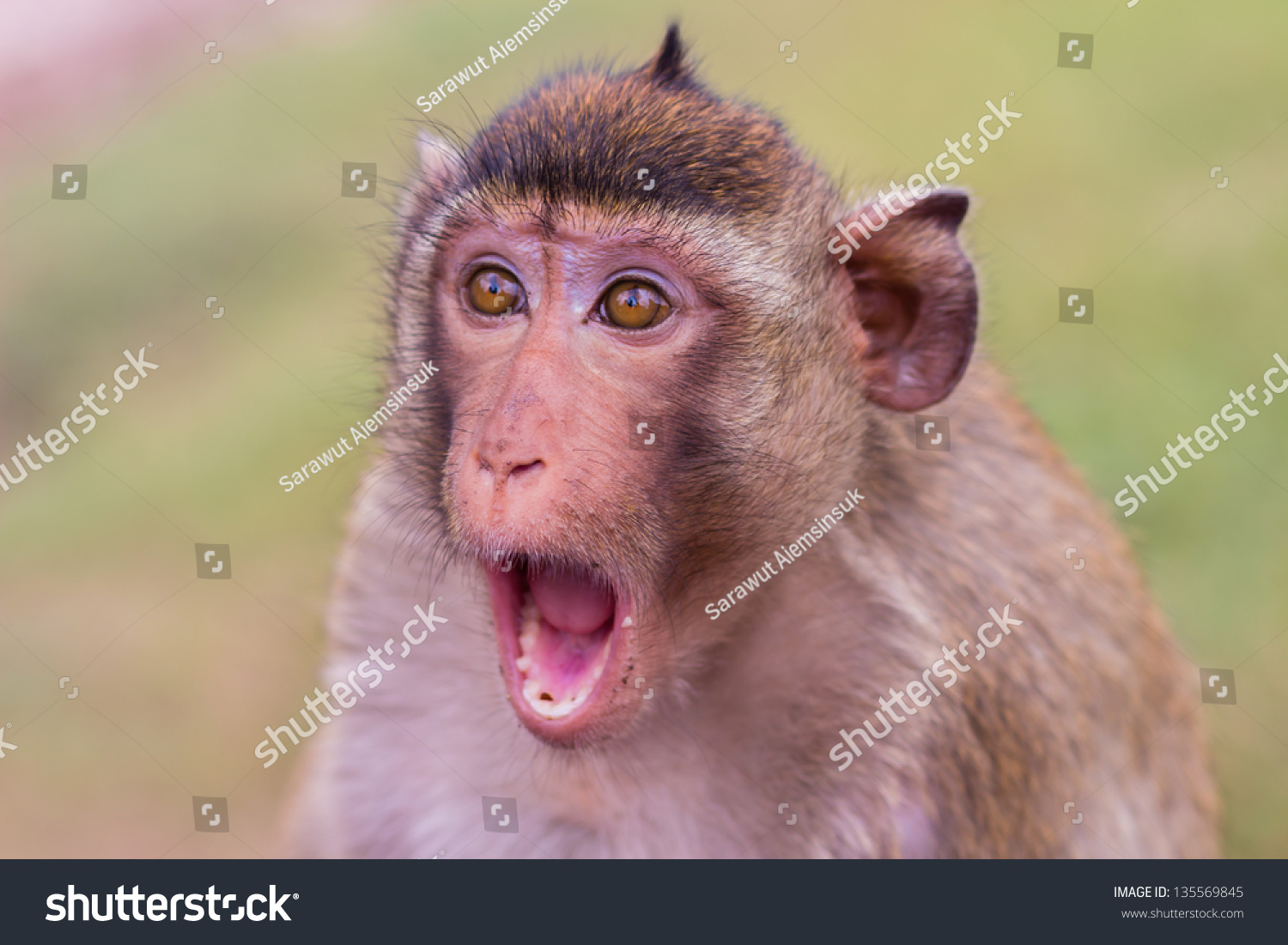 3,785 Monkeys waiting 이미지, 스톡 사진 및 벡터 | Shutterstock