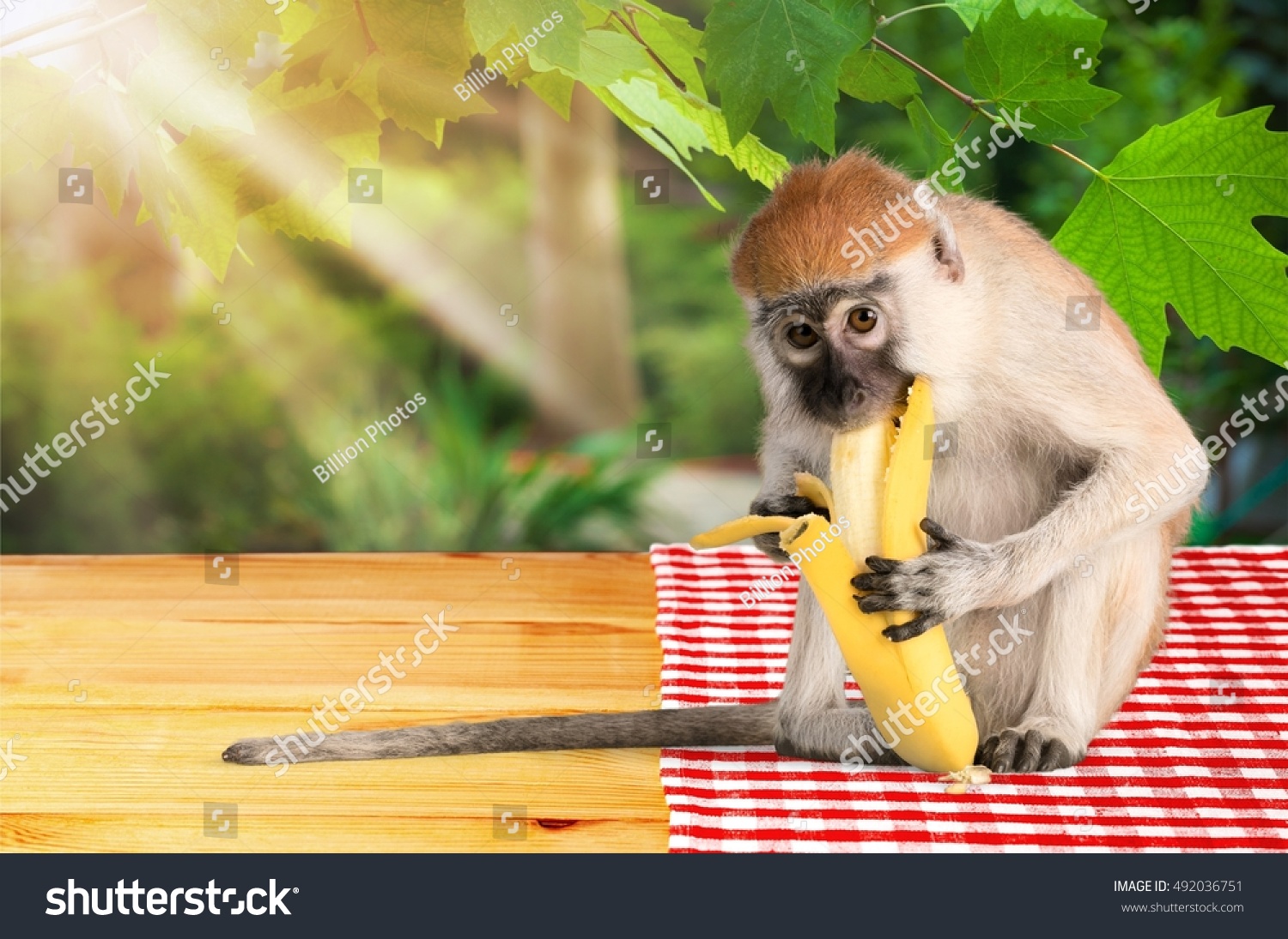 Monkey Stock Photo 492036751 | Shutterstock