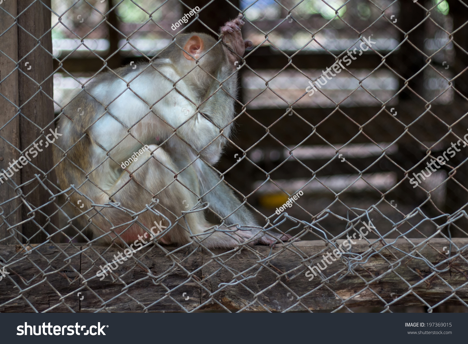 Monkey Cage Stock Photo 197369015 | Shutterstock