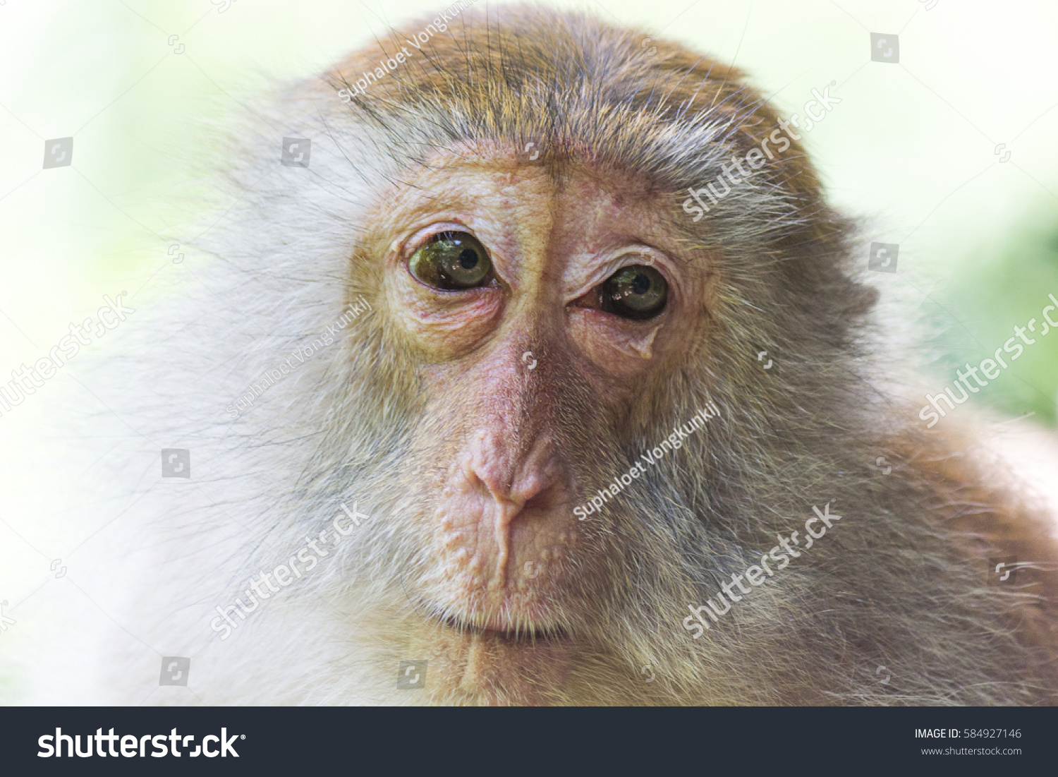 Monkey Face Feeling Stock Photo 584927146 - Shutterstock