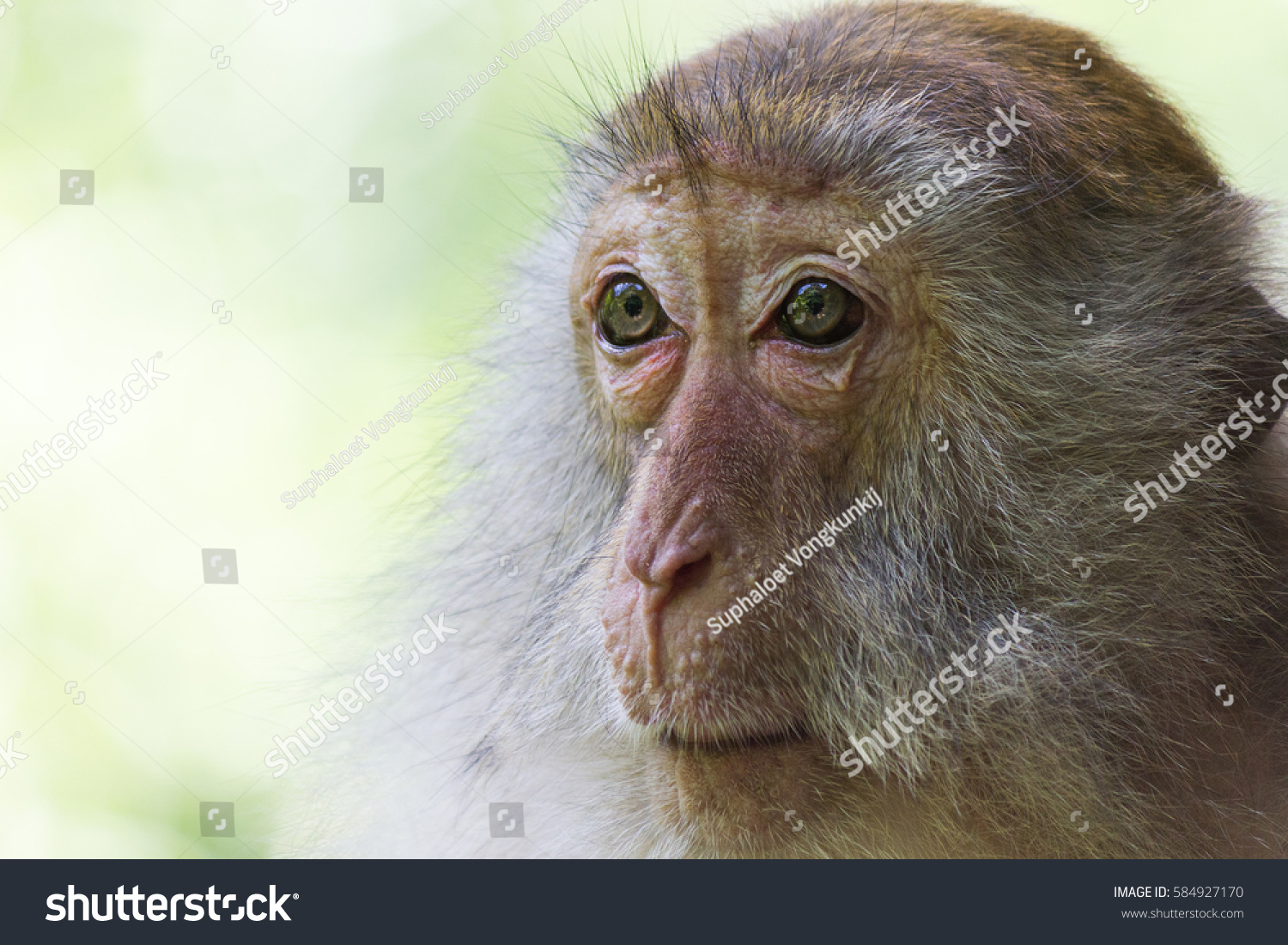 Monkey Face Feeling Stock Photo 584927170 - Shutterstock