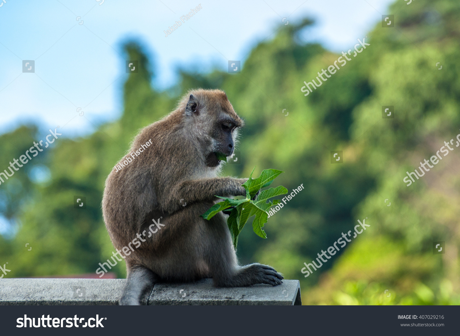 Monkey Having Lunch Stock Photo 407029216 | Shutterstock
