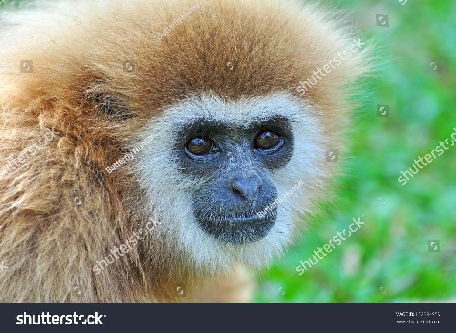 Monkey Looking Stock Photo 132894959 - Shutterstock