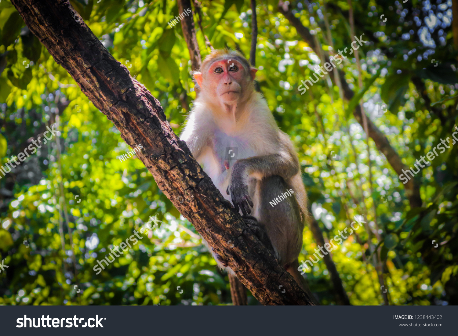 Monkey Thinking About Future Stock Photo 1238443402 | Shutterstock