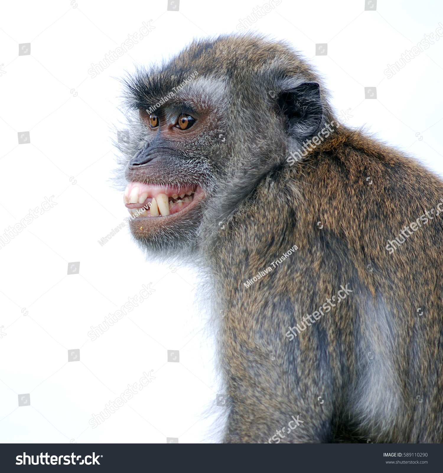 Monkey Bared Teeth Stock Photo 589110290 | Shutterstock