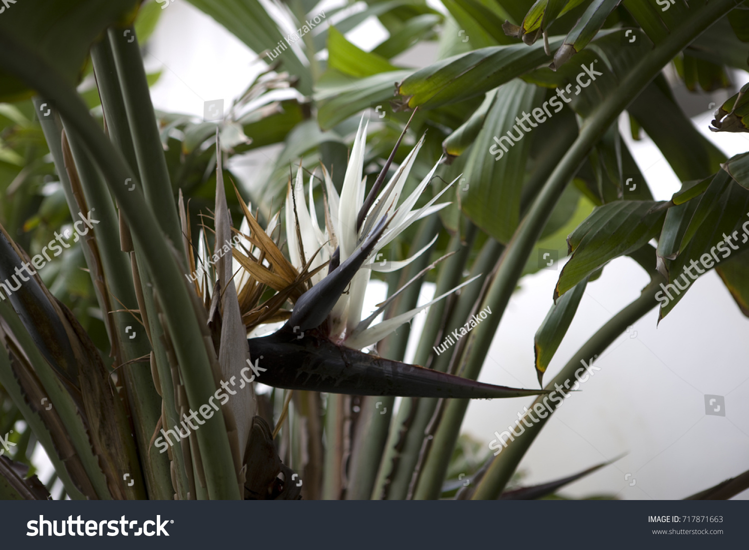 Morocco Flowers Stock Photo 717871663 | Shutterstock