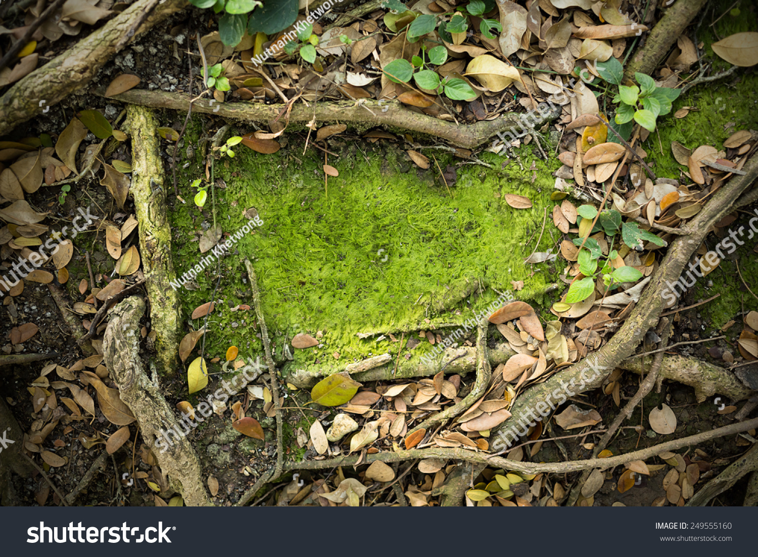 88,341 Colorful forest floor Images, Stock Photos & Vectors | Shutterstock