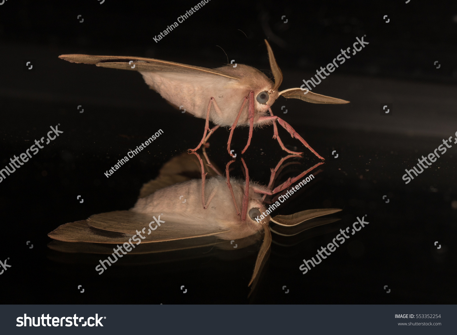 Moth Reflection Side View Stock Photo 553352254 | Shutterstock