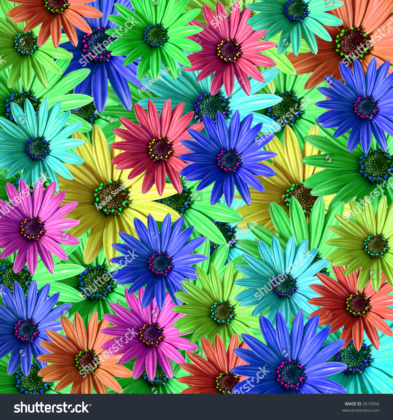 Colorful Daisy Flower Stock