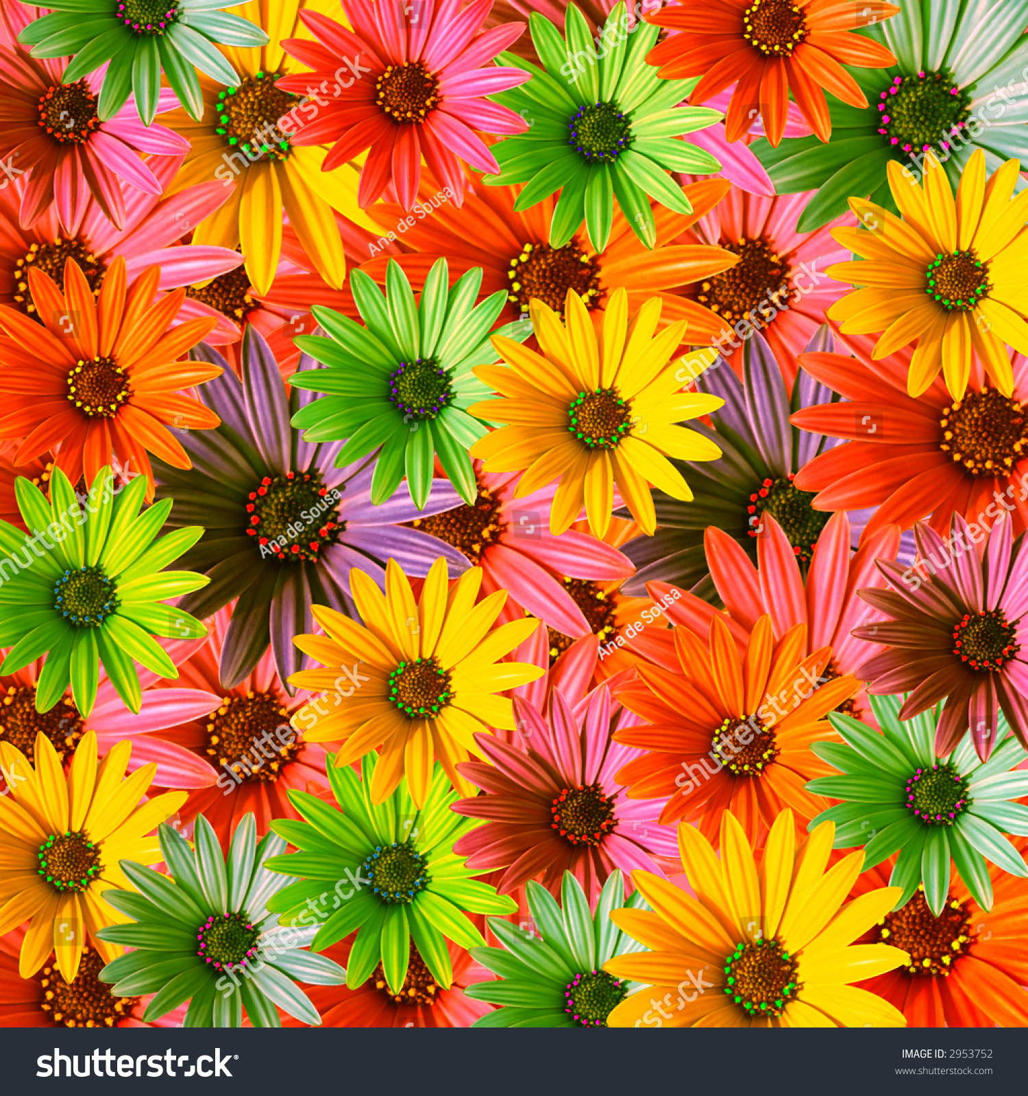 Multi Colored Daisy Flowers Pattern Background Stock Photo 2953752 ...