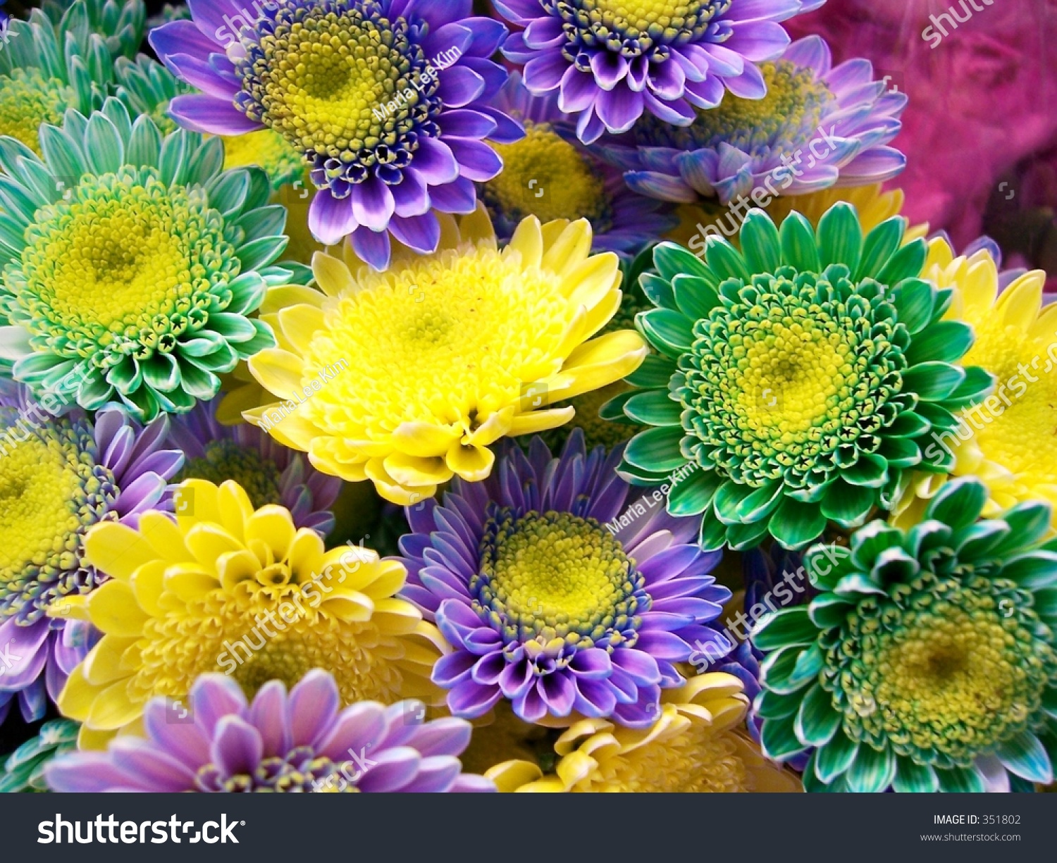Multicolored Flowers Stock Photo 351802 - Shutterstock