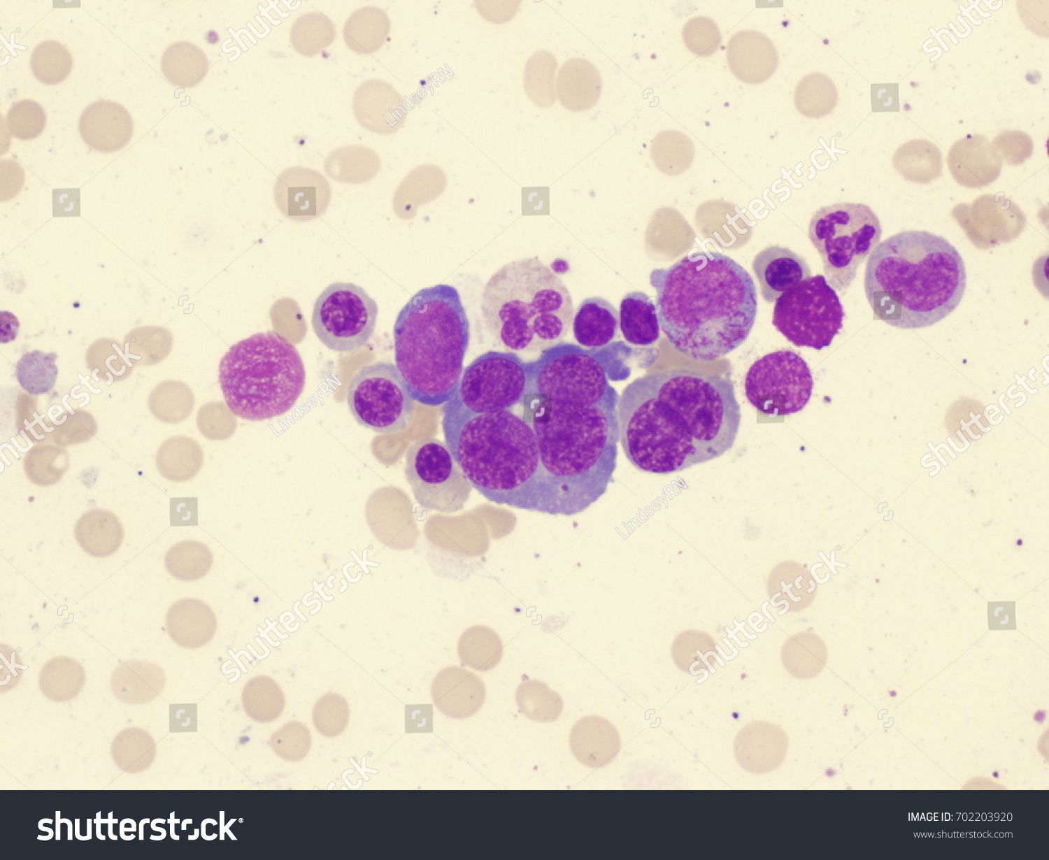 Multinuclearity Images, Stock Photos & Vectors | Shutterstock